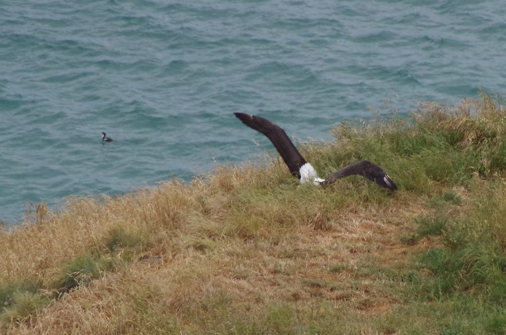 Big mountains, big birds and little dolphins | Lost in the Wanderness