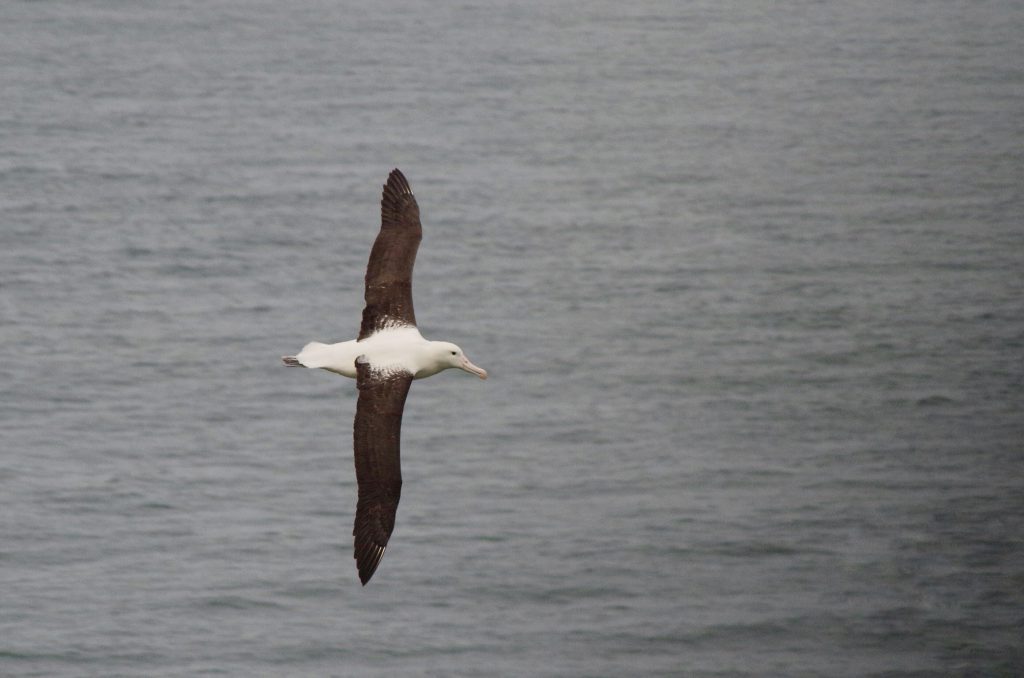 Big mountains, big birds and little dolphins | Lost in the Wanderness