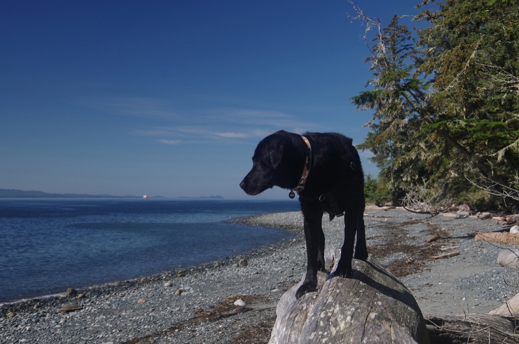 Pulteney point lighthouse trail | Lost in the Wanderness
